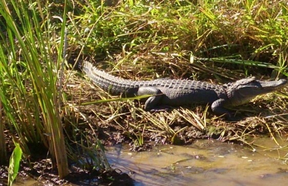 Alligator Safe Work Practices - Ardaman & Associates